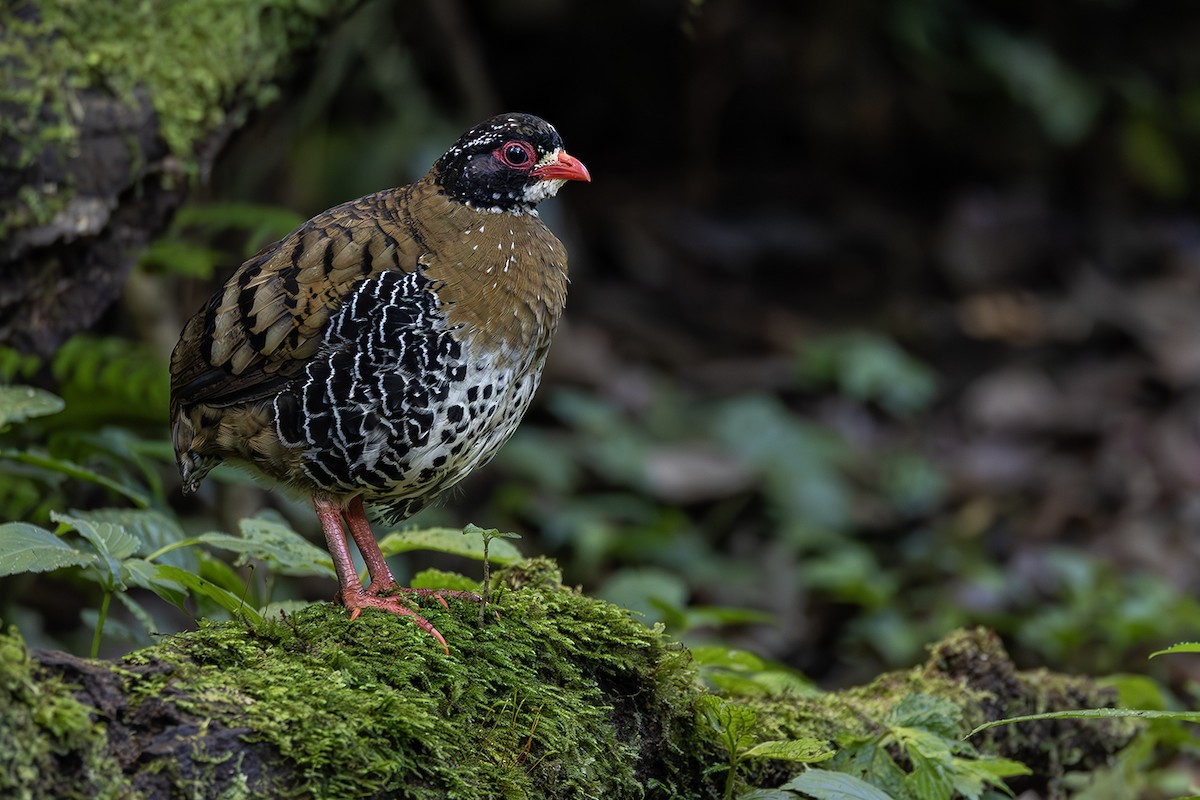 ML638135949 - Red-billed Partridge - Macaulay Library