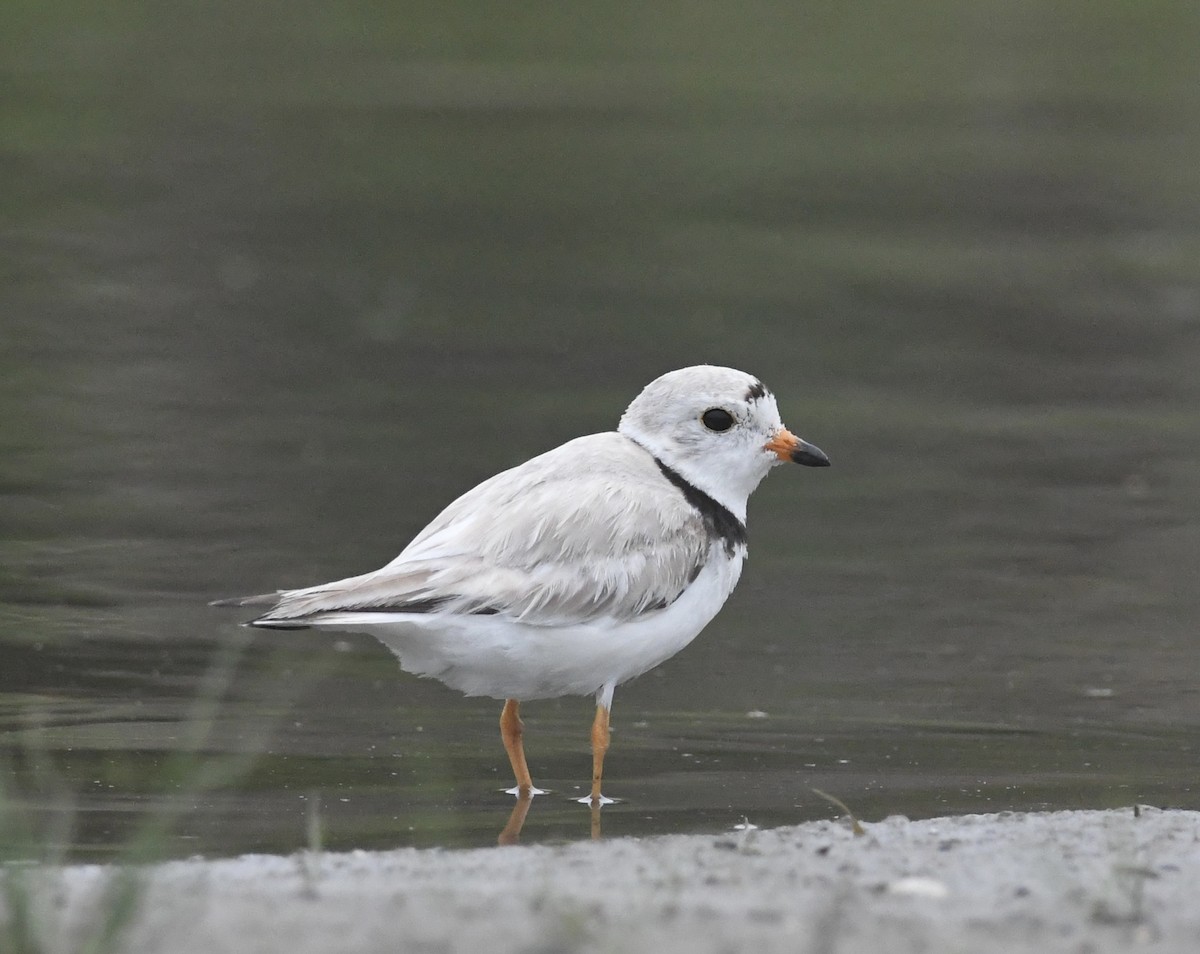 eBird Checklist - 27 Jun 2025 - Breezy Point Tip - 28 species