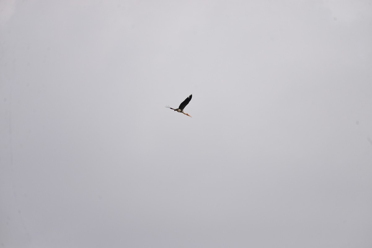 eBird Checklist - 27 Jun 2025 - Kumbhari, Akola - 49 species
