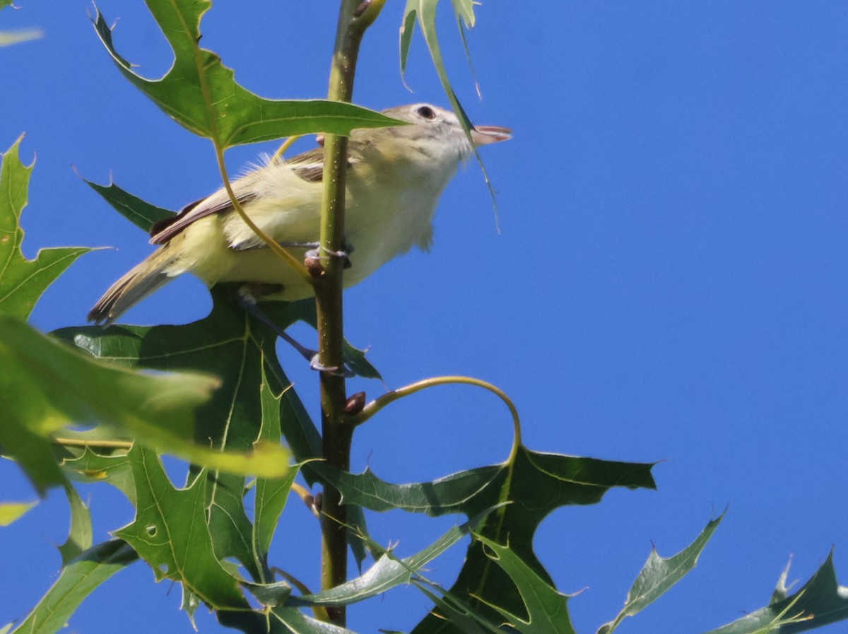 eBird Checklist - 27 Jun 2025 - Rollins Savanna Forest Preserve--North ...