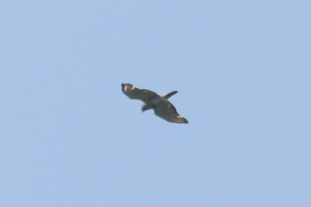 Pennsylvania Bird Atlas Checklist - 26 Jun 2025 - Scotia Barrens (IBA ...