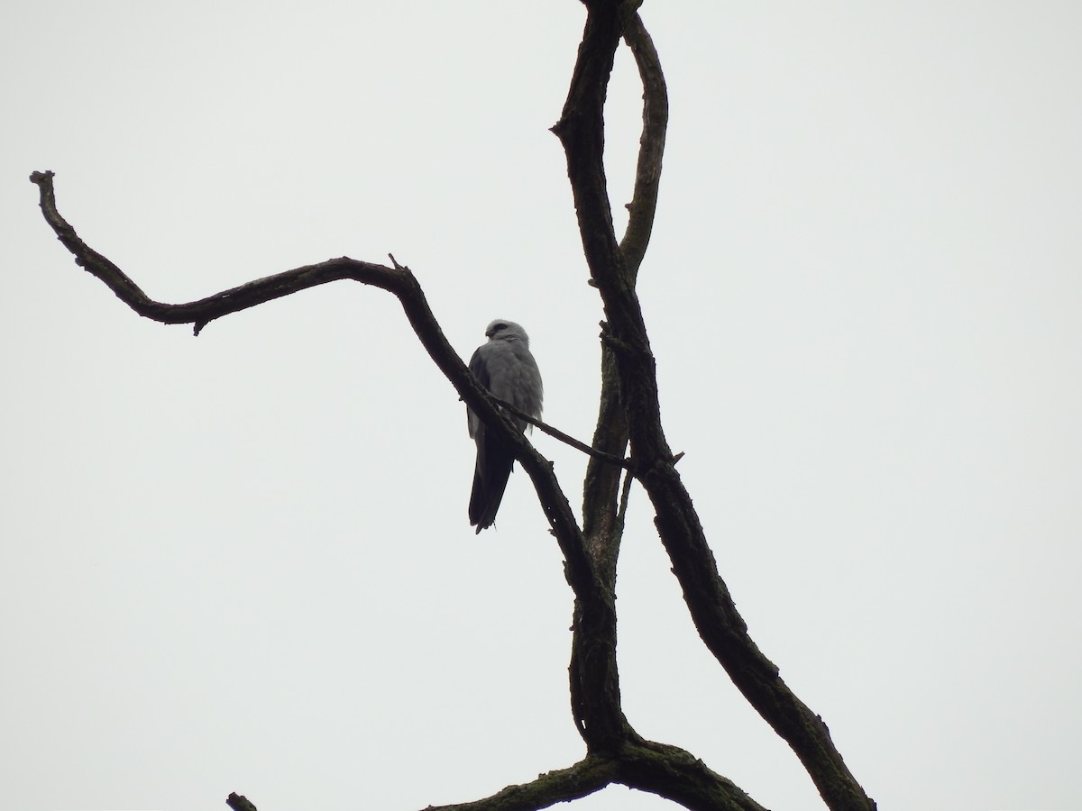 eBird Checklist - 27 Jun 2025 - Welsh Park, Rockville - 8 species