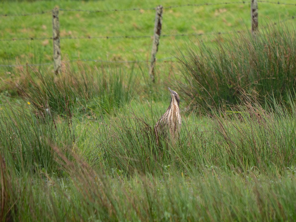 ML638165202 - Australasian Bittern - Macaulay Library