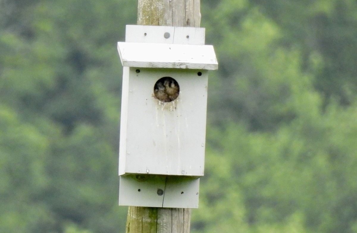 Pennsylvania Bird Atlas Checklist - 28 Jun 2025 - 509 Jeffers Rd ...