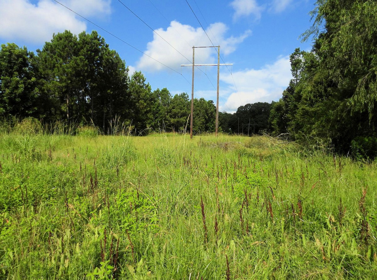 Morris Frank Park - Angelina, Texas, US - Birding Hotspots