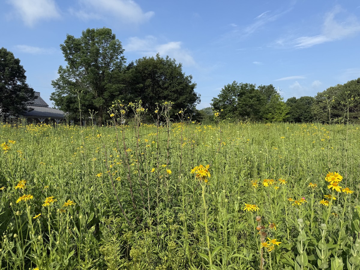 Homestead Metro Park - Franklin, Ohio, US - Birding Hotspots
