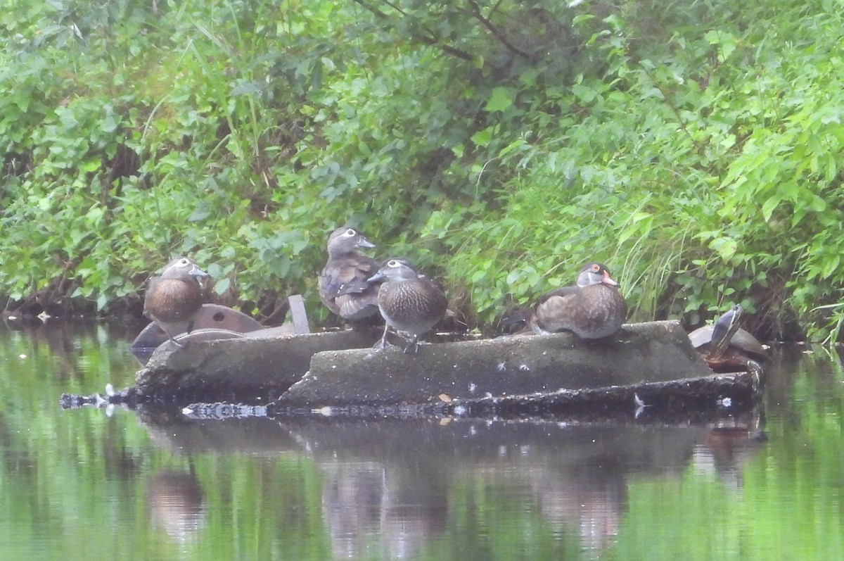 eBird Checklist - 28 Jun 2025 - Daniels Run Park - 24 species