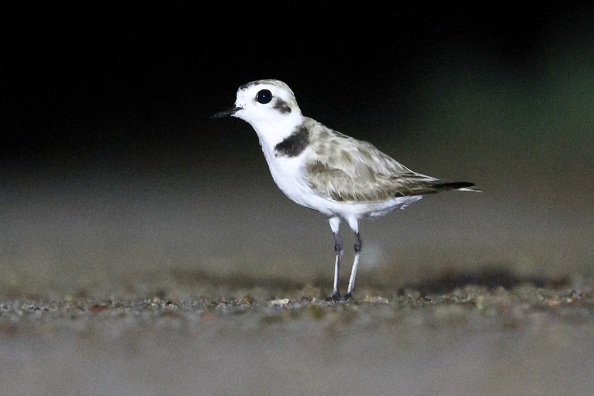 ML638187414 - Snowy Plover - Macaulay Library