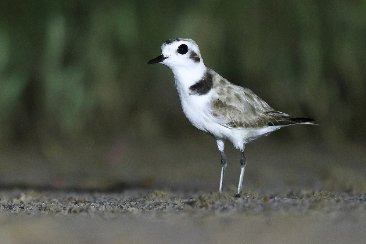 ML638187415 - Snowy Plover - Macaulay Library