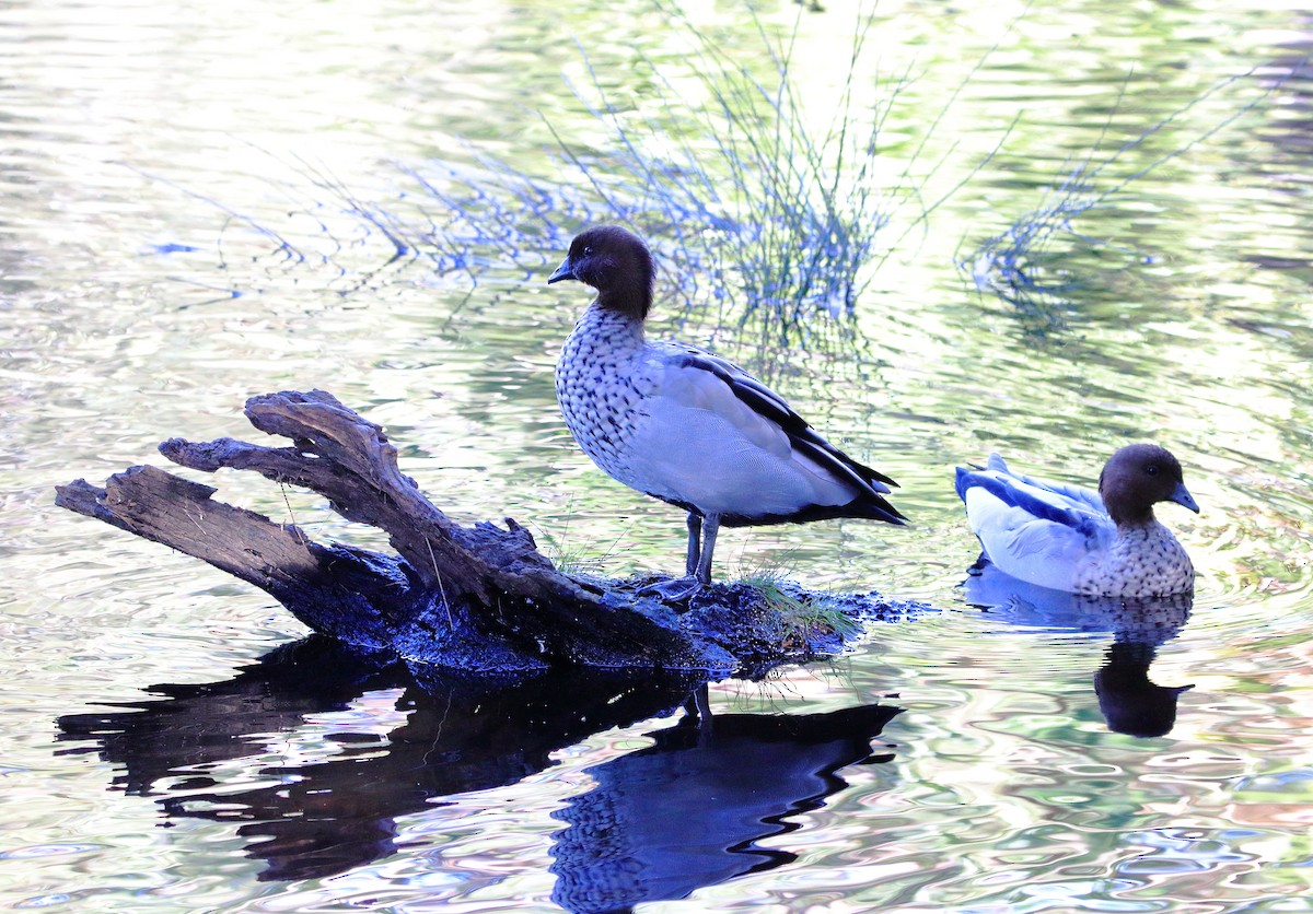 eBird Checklist - 28 May 2025 - Jibbon Beach (Bundeena) - 21 species