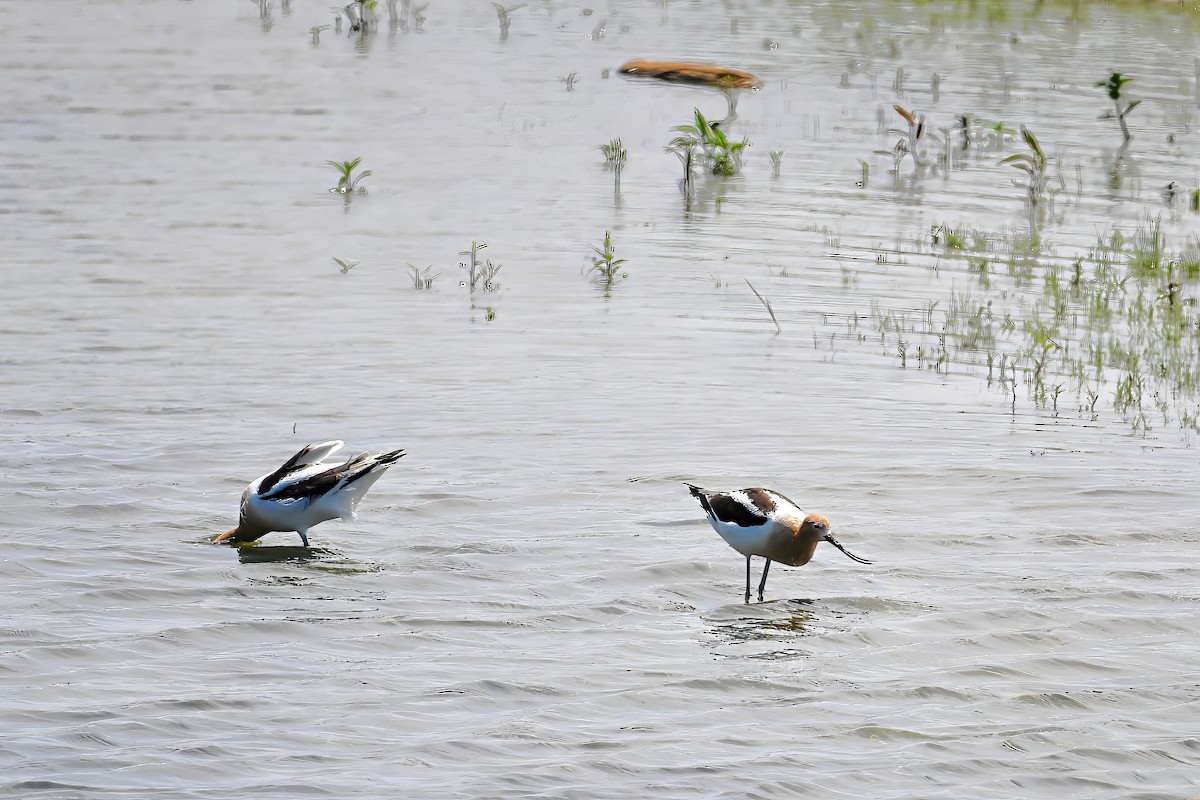 eBird Checklist - 28 Jun 2025 - Presque Isle SP--Gull Pt. - 42 species (+1 other taxa)