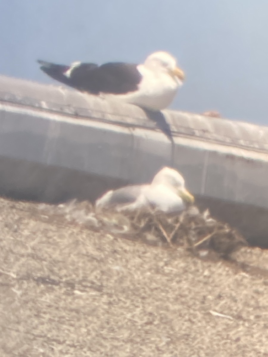 eBird Checklist - 28 Jun 2025 - stakeout Kelp Gull, Milwaukee (2025) - 5 species