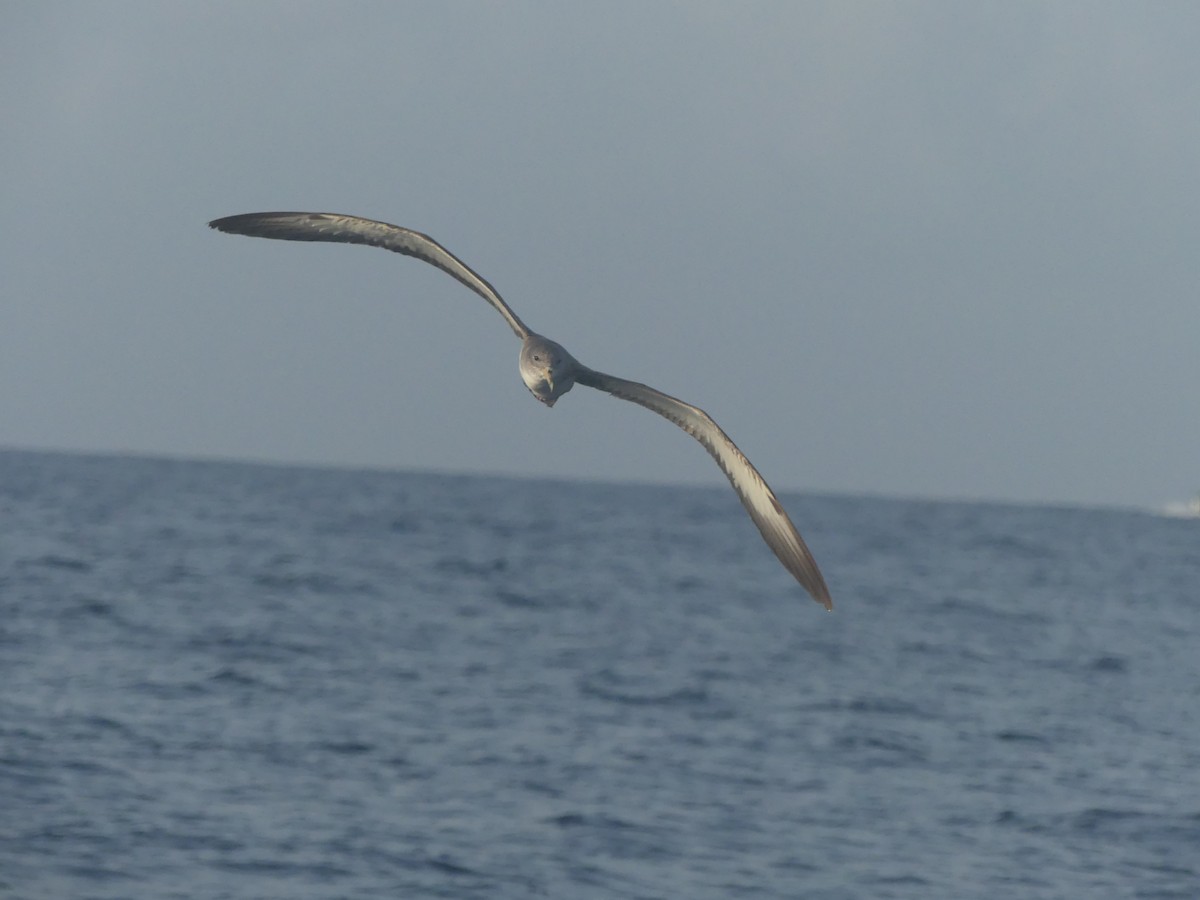 eBird Checklist - 28 Jun 2025 - Palm Beach Pelagics 6/28/25 - Leg 1 - 3 ...
