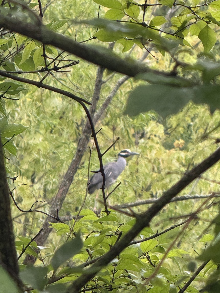eBird Checklist - 29 Jun 2025 - Gilmore Ponds MetroPark (do not walk ...