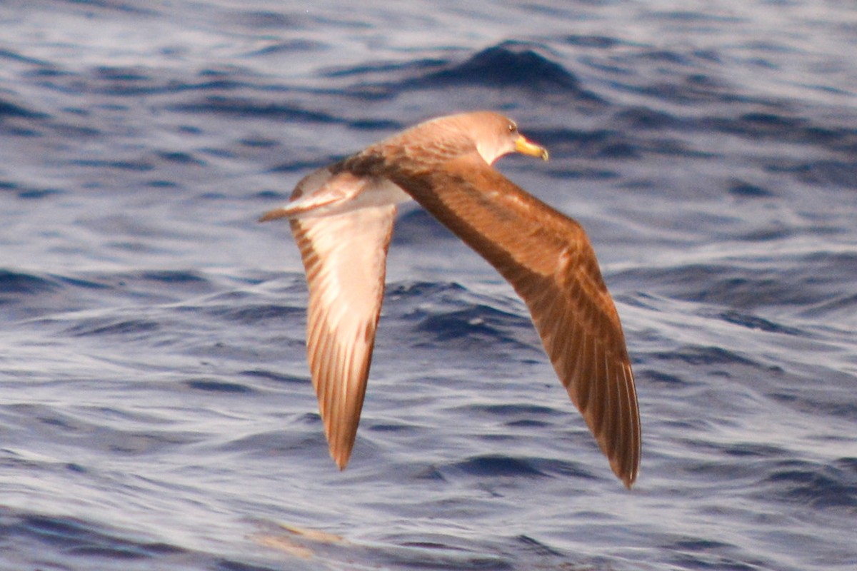 eBird Checklist - 28 Jun 2025 - Pacific Reef Lighthouse - 3 species (+1 ...