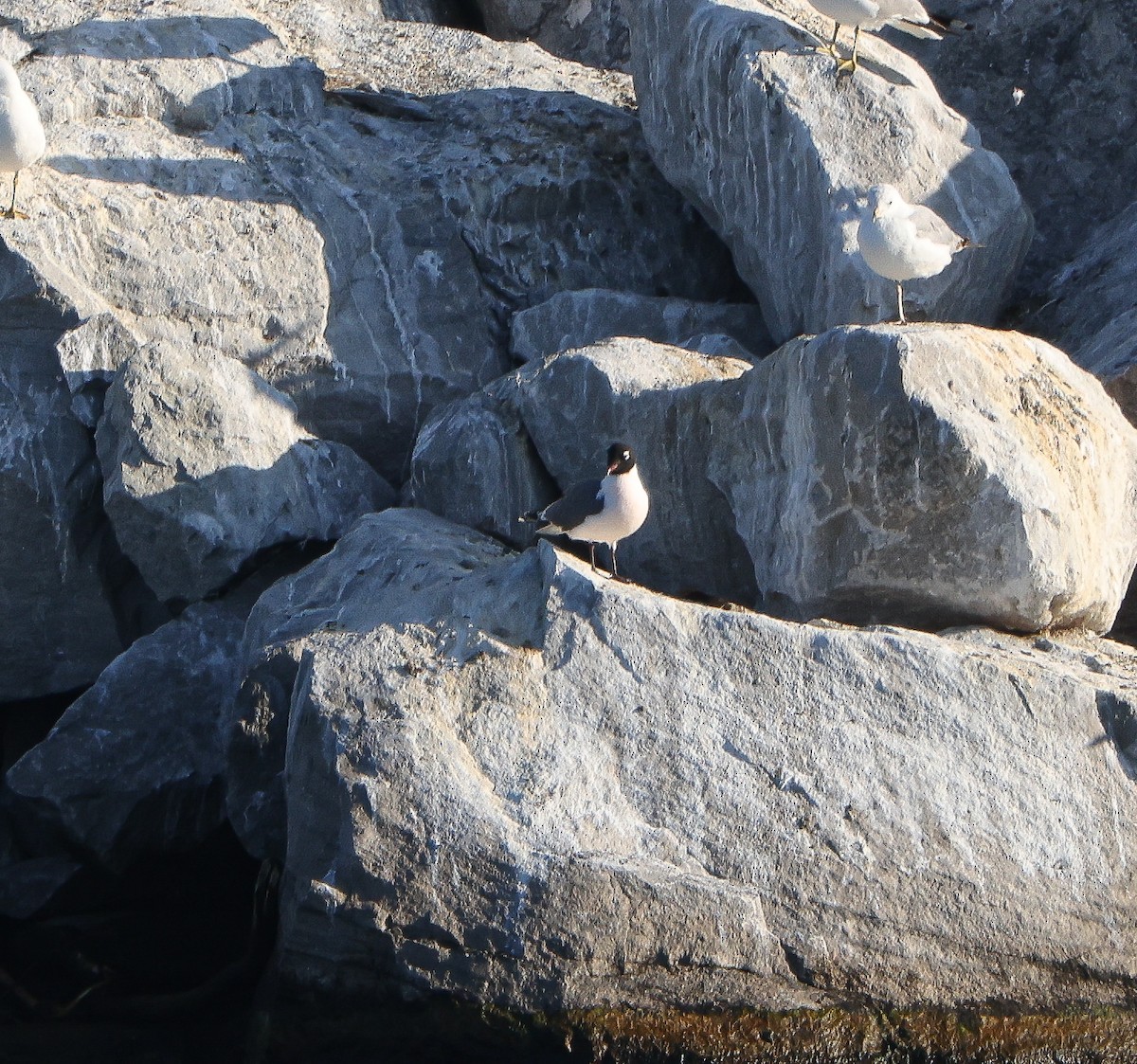 eBird Checklist - 29 Jun 2025 - Olcott Pier - 17 species