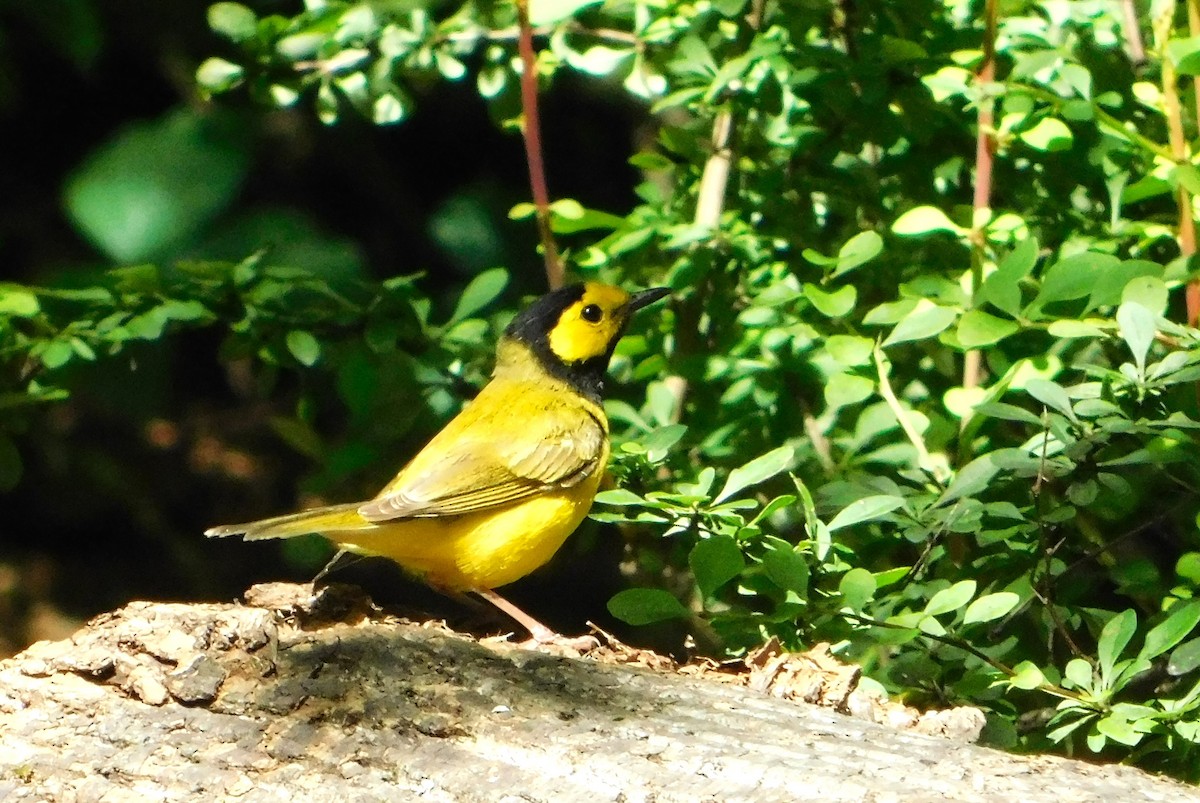 eBird Checklist - 29 Jun 2025 - Old Mine Road IBA (Warren County only ...