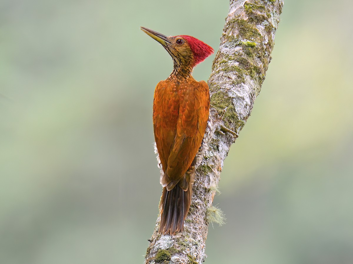 Buff-spotted Flameback - Chrysocolaptes lucidus - Birds of the World