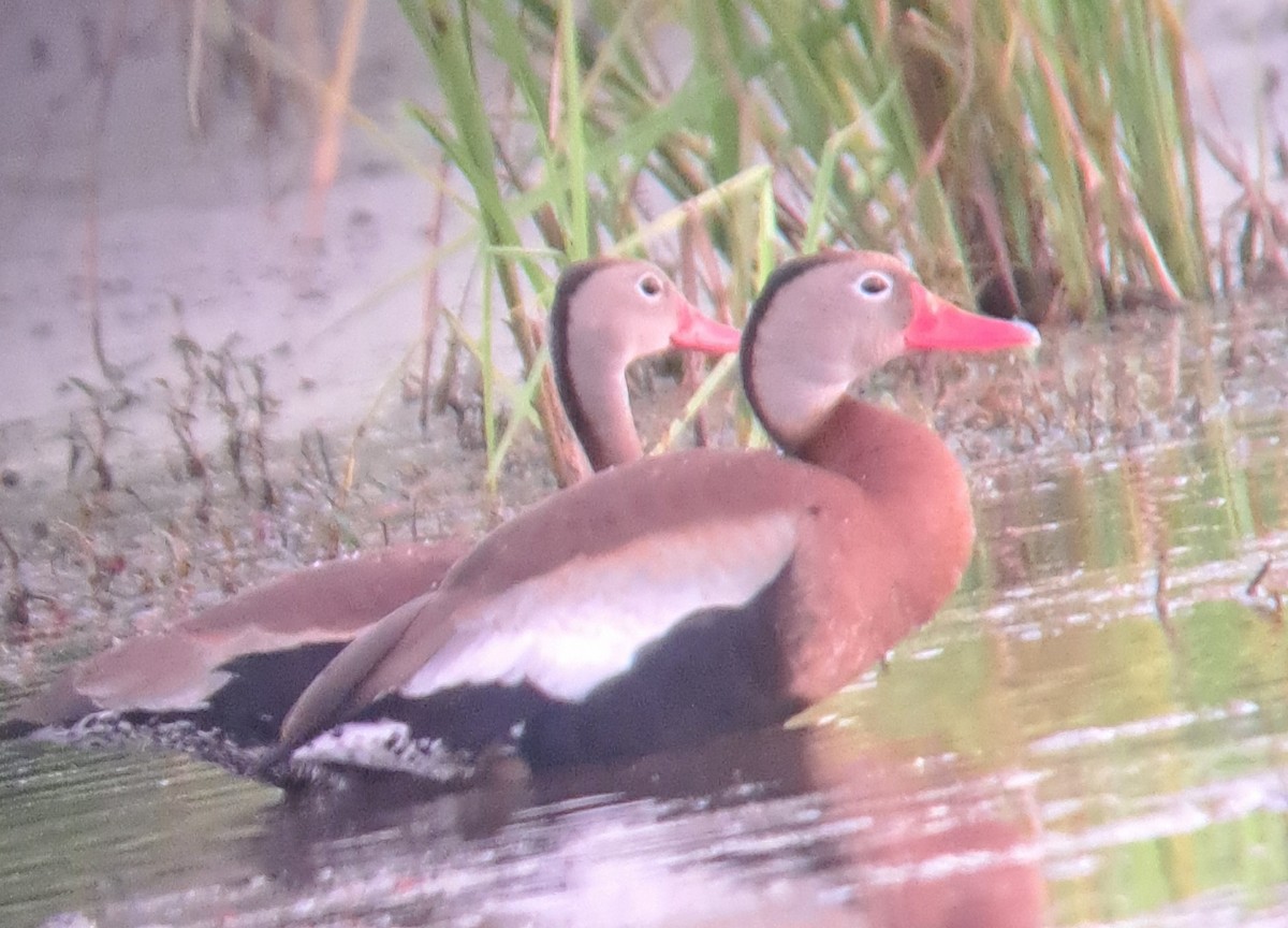 eBird Checklist - 30 Jun 2025 - Brandon Farm & Taff Rd. - 23 species