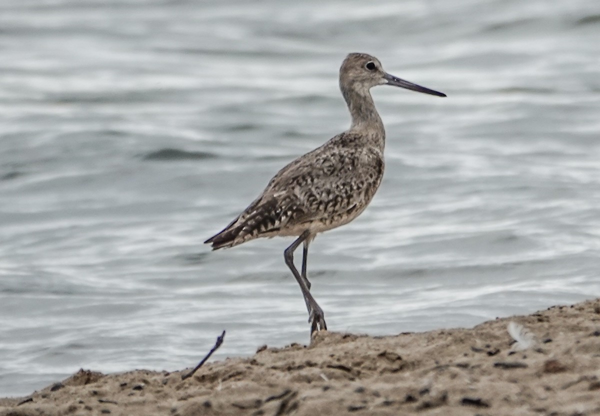 eBird Checklist - 1 Jul 2025 - Dunkirk Harbor - 33 species