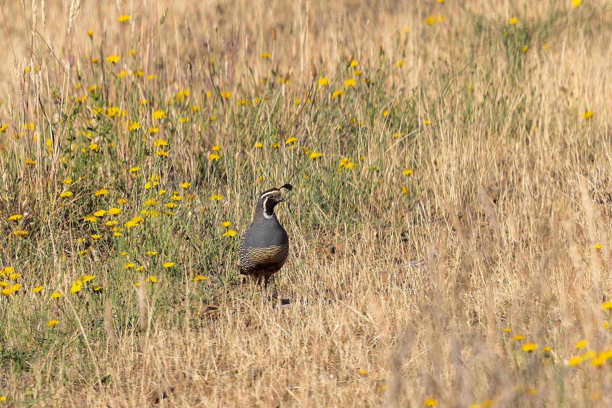 eBird Checklist - 1 Jul 2025 - Logging Road east of Tater Hill - 48 species