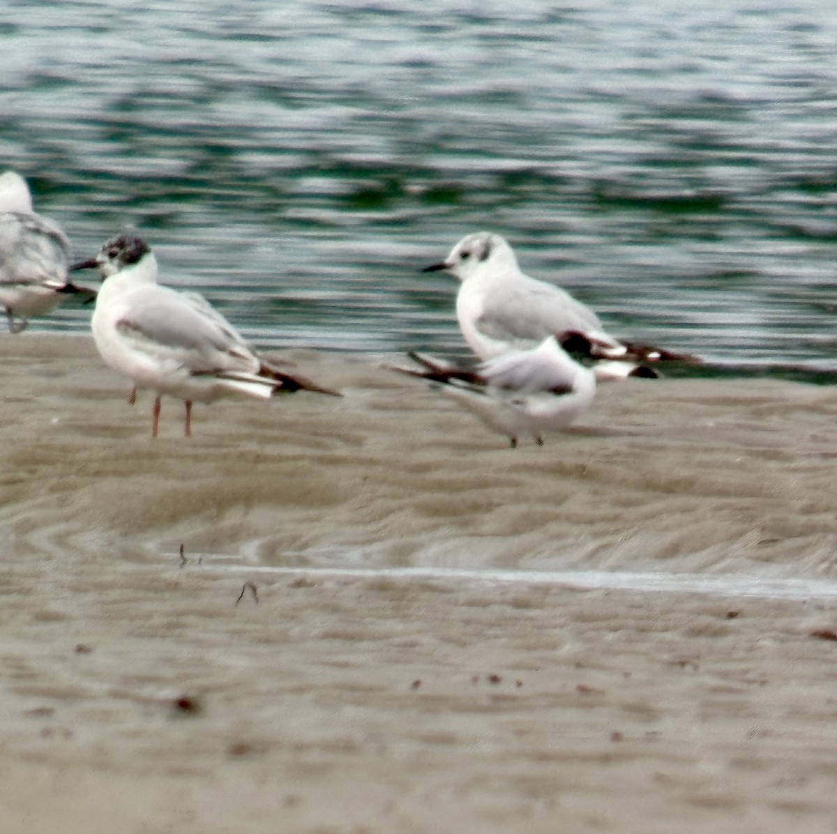 eBird Checklist - 1 Jul 2025 - Parsons Beach - 32 species (+1 other taxa)