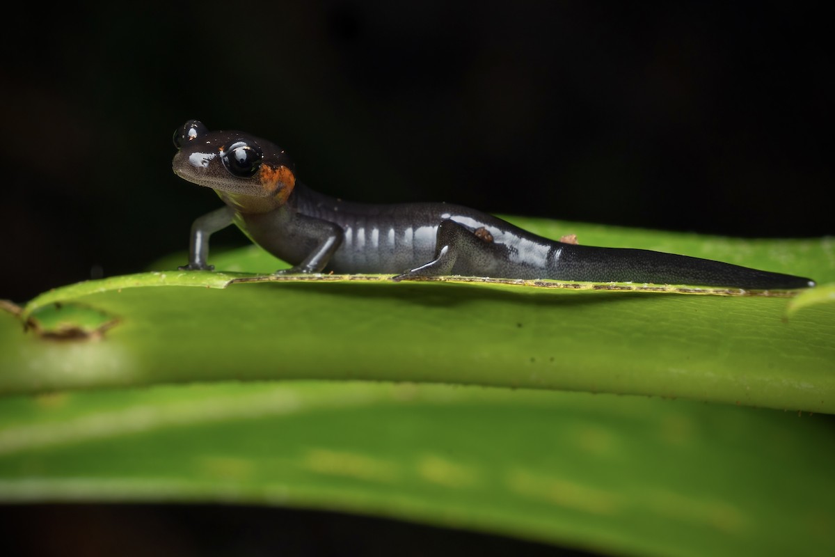 ML638340846 - Red-cheeked Salamander - Macaulay Library