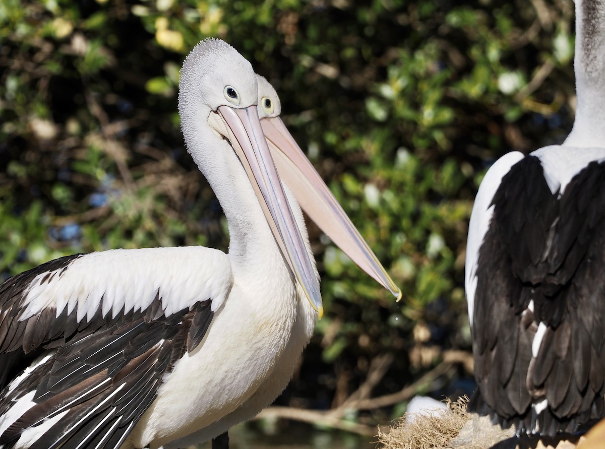 ML638348406 - Australian Pelican - Macaulay Library
