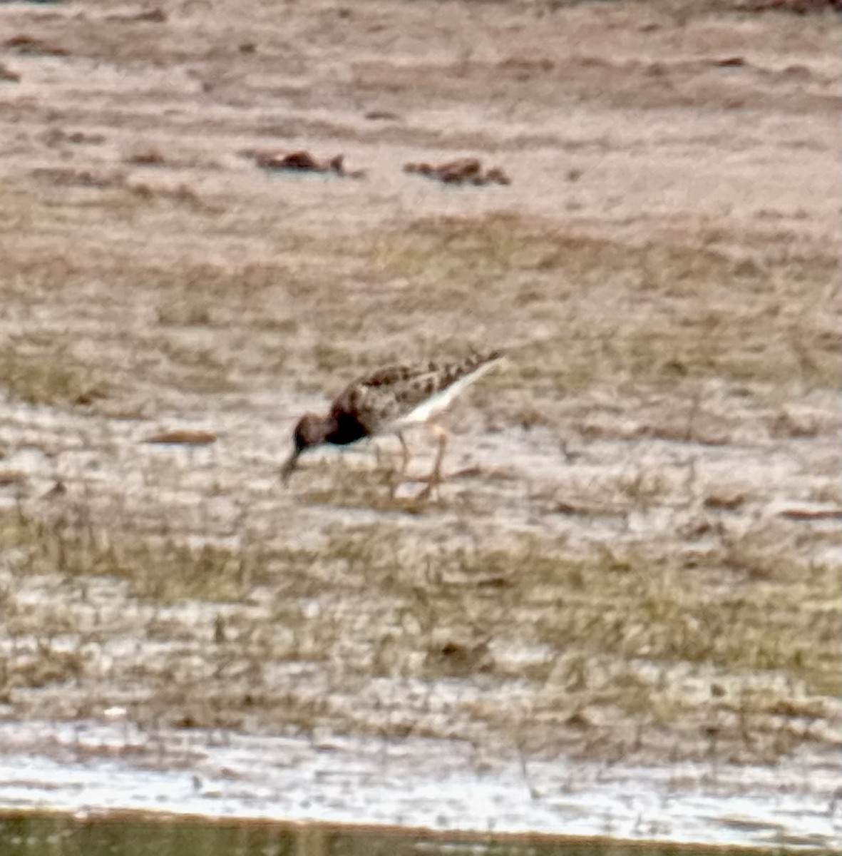 eBird Checklist - 2 Jul 2025 - Parker River NWR - 34 species
