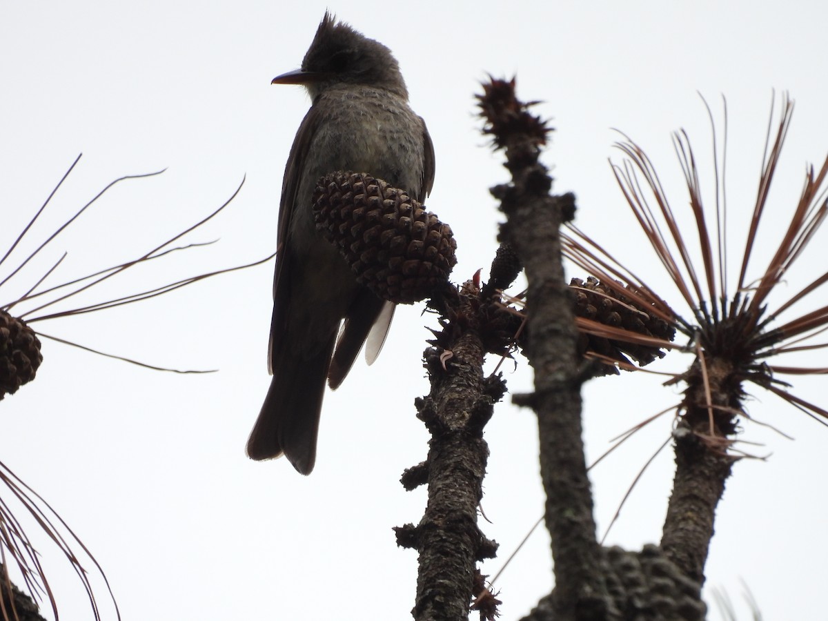 eBird Checklist - 21 Jun 2025 - Puerto El Tarillal, Arteaga, Coahuila ...