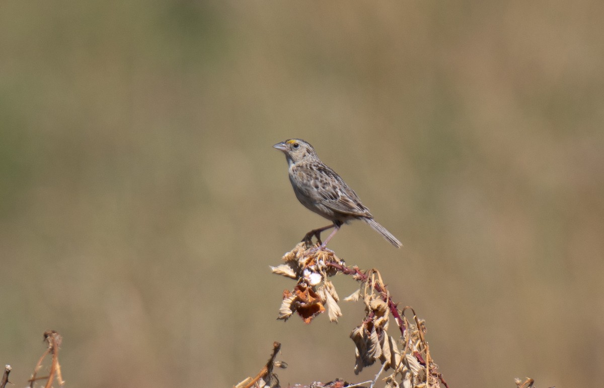 ML638365144 - Grasshopper Sparrow - Macaulay Library