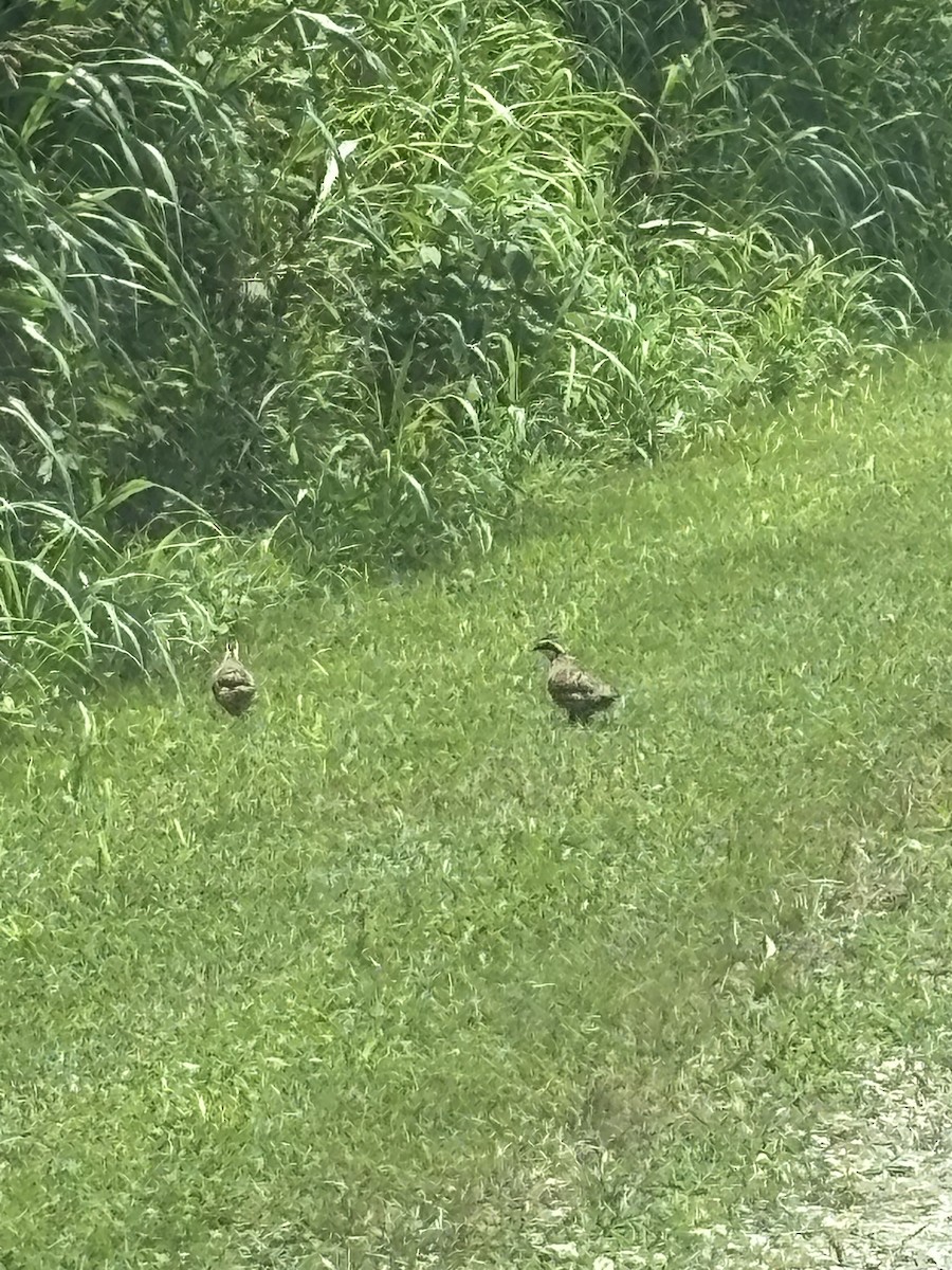 eBird Checklist - 2 Jul 2025 - 16941–16999 SR-66, Cannelton US-IN 38. ...