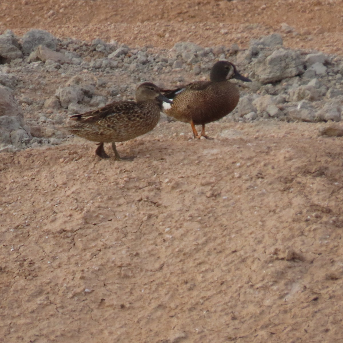 eBird Checklist - 2 Jul 2025 - Paloma Ranch - 44 species (+1 other taxa)