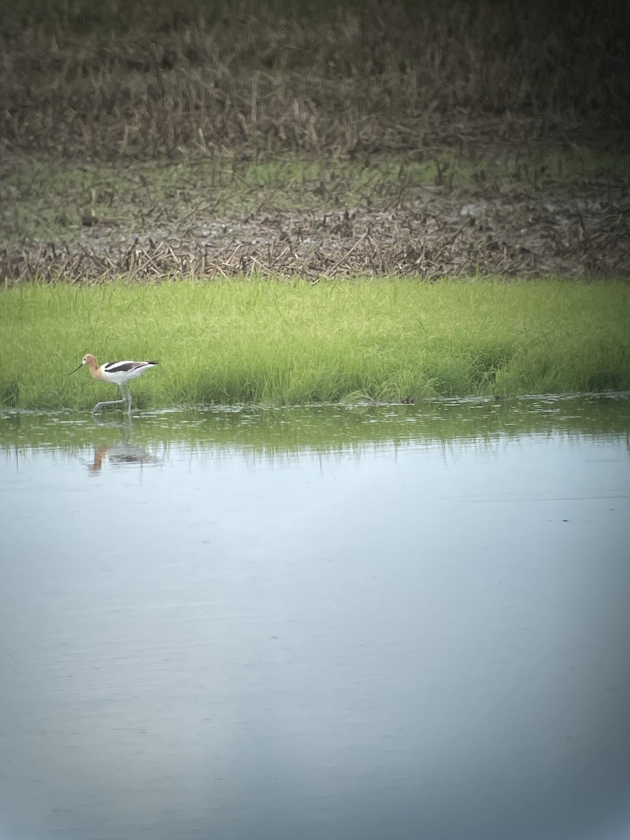 eBird Checklist - 2 Jul 2025 - Blackwater NWR--Wildlife Drive - 1 species