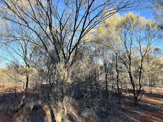 Gundabooka National Park--Dry Tank Campground, Bourke, New South Wales ...
