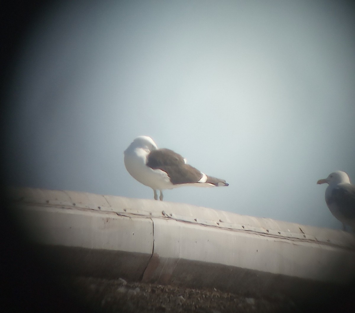 eBird Checklist - 3 Jul 2025 - stakeout Kelp Gull, Milwaukee (2025) - 6 species