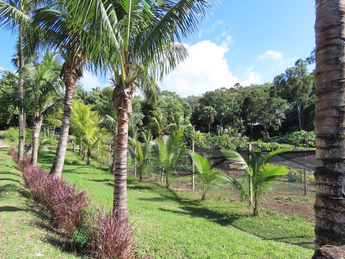 ML638440052 - Habitat - Macaulay Library