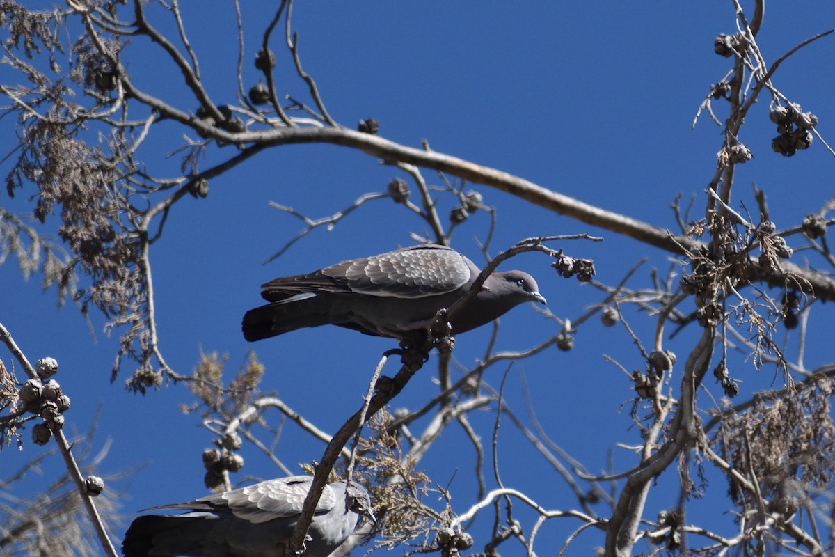 eBird Checklist - 3 Jul 2025 - Chiguata, Arequipa, PE (-16.403, -71.392 ...