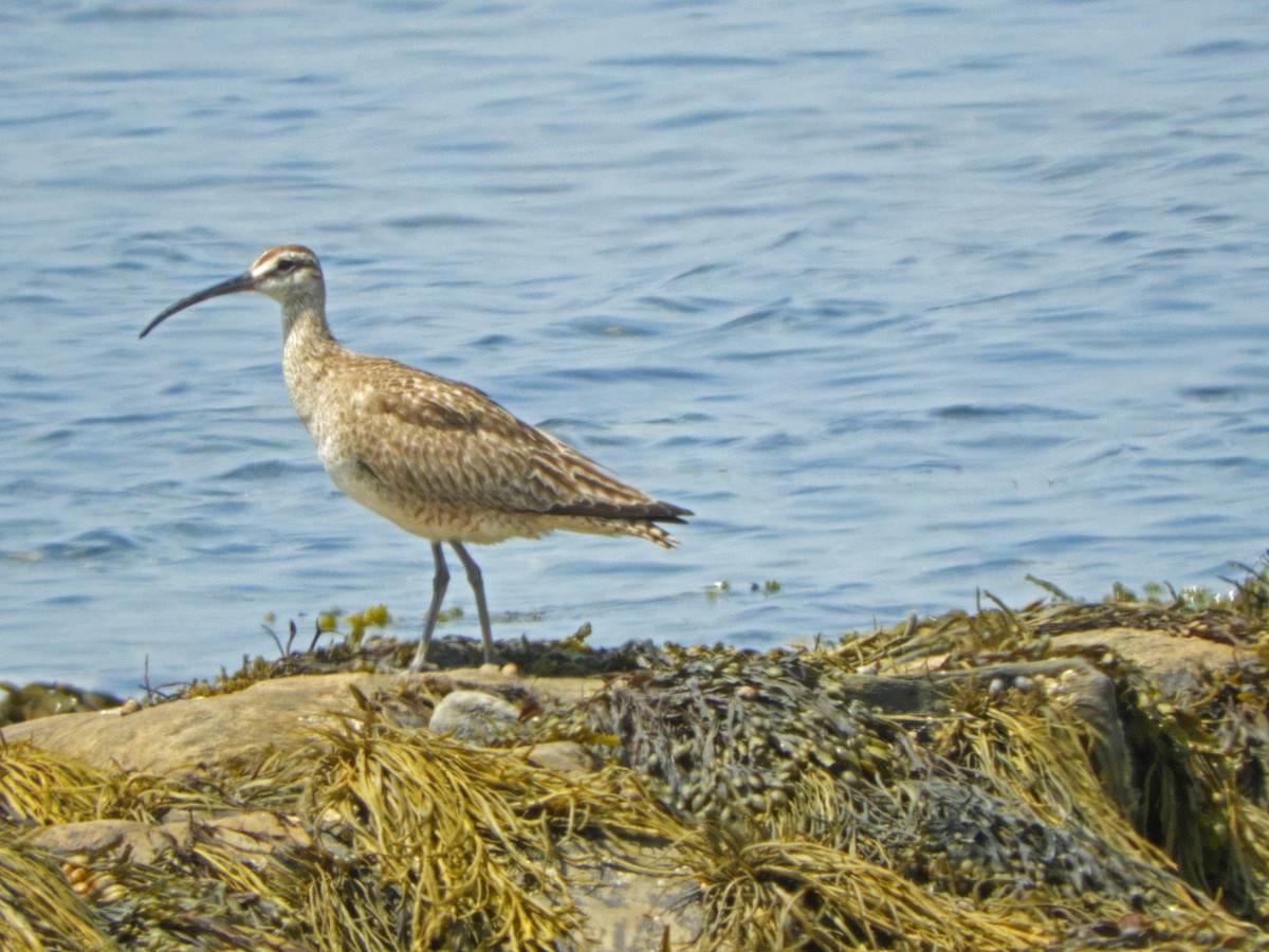eBird Checklist - 4 Jul 2025 - Hartlen Point - 22 species