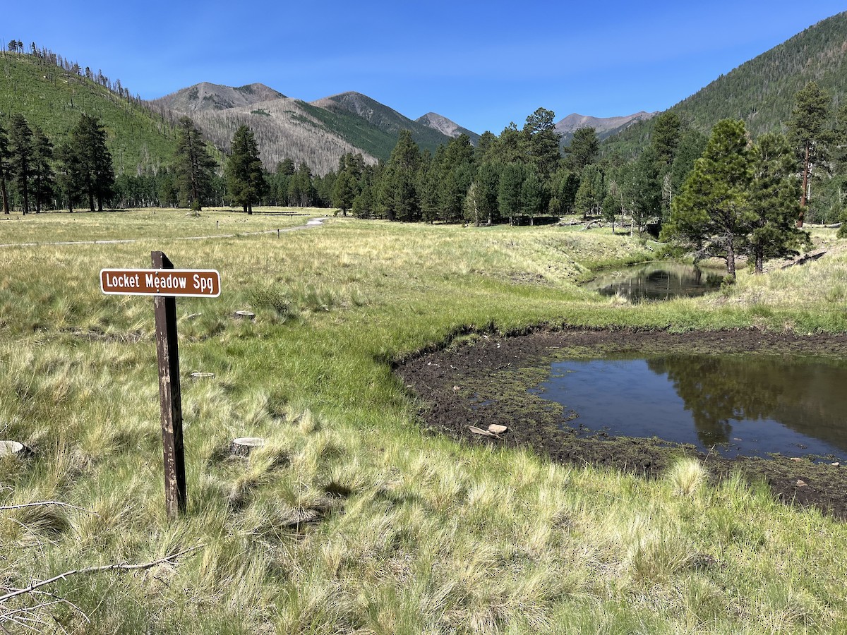 Coconino NF--Lockett Meadow CG - Coconino, Arizona, US - Birding Hotspots