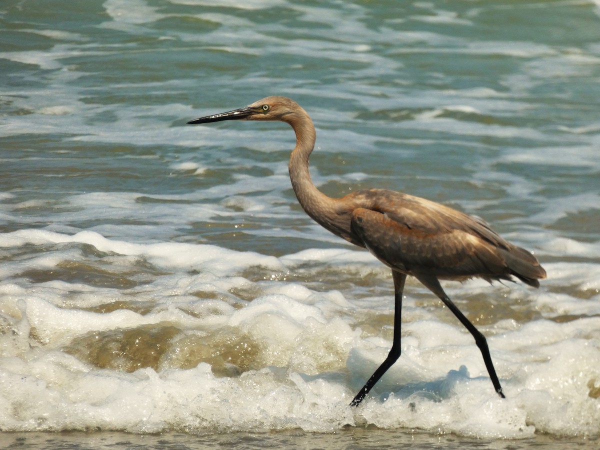 eBird Checklist - 4 Jul 2025 - **Back Bay NWR - 18 species (+2 other taxa)