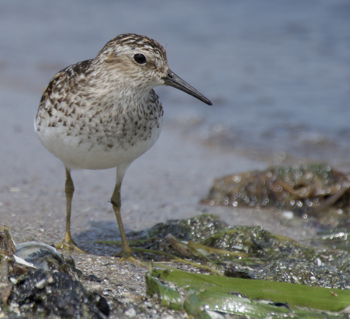 eBird Checklist - 4 Jul 2025 - Long Tail Point - 12 species