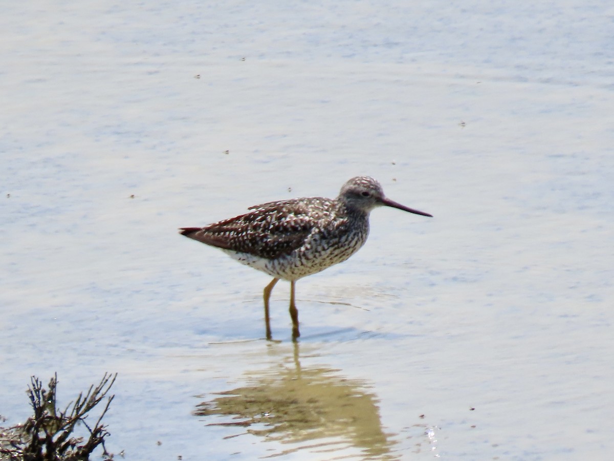 eBird Checklist - 5 Jul 2025 - Turri Road - 1 species