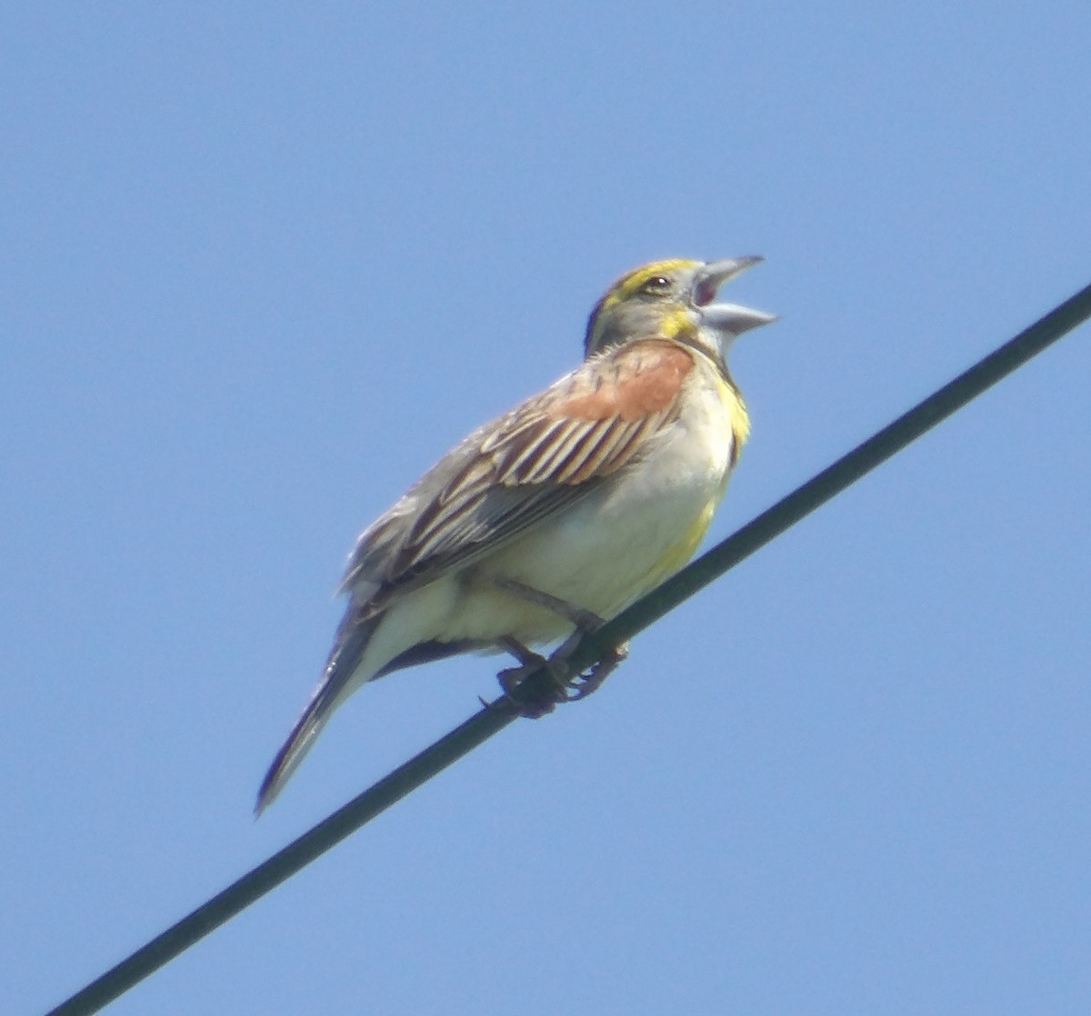 eBird Checklist - 5 Jul 2025 - Rodale Experimental Farm - 23 species