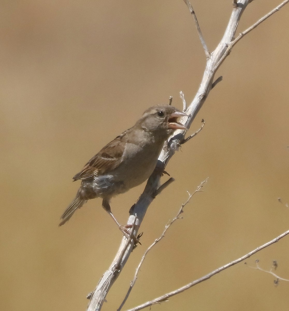 eBird Checklist - 5 Jul 2025 - 81801–81803 OR-37, Pendleton US-OR 45. ...