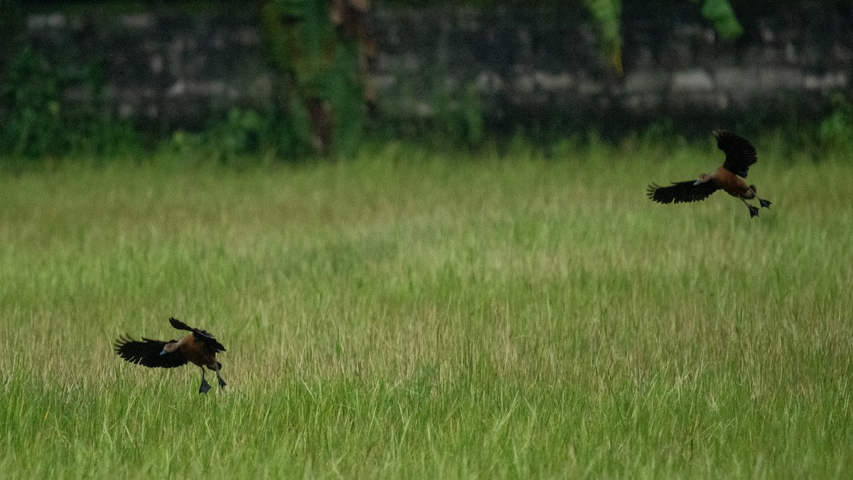 eBird Checklist - 6 Jul 2025 - കുറുങ്ങൽ വയൽ Kurungal Vayal - 31 species