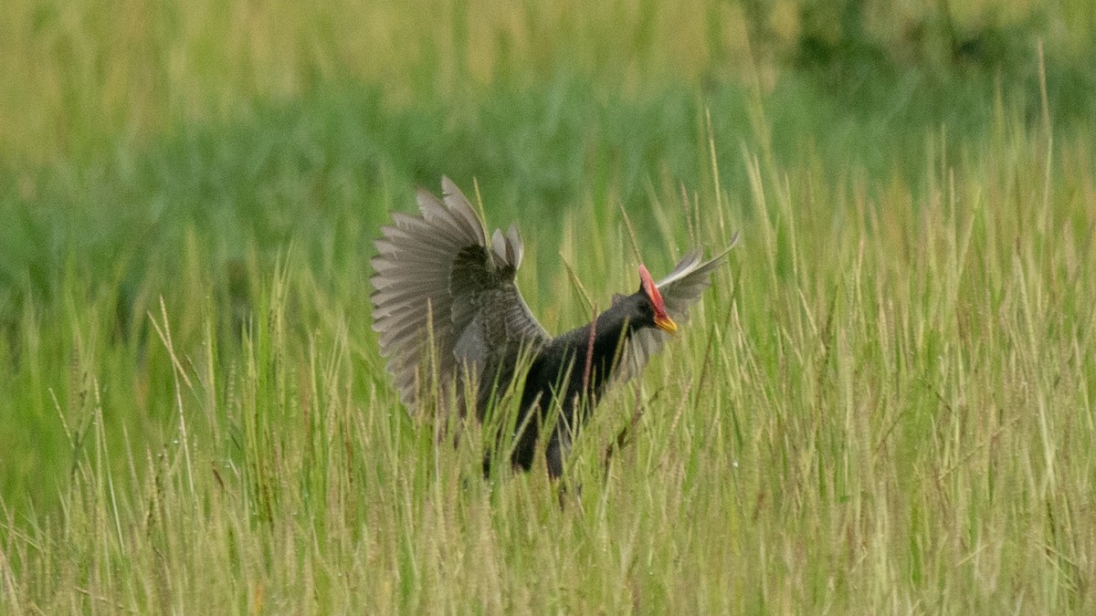 eBird Checklist - 6 Jul 2025 - കുറുങ്ങൽ വയൽ Kurungal Vayal - 21 species
