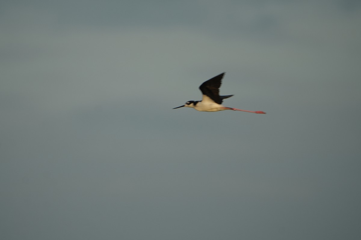 eBird Checklist - 6 Jul 2025 - Lake Woodruff NWR - 27 species