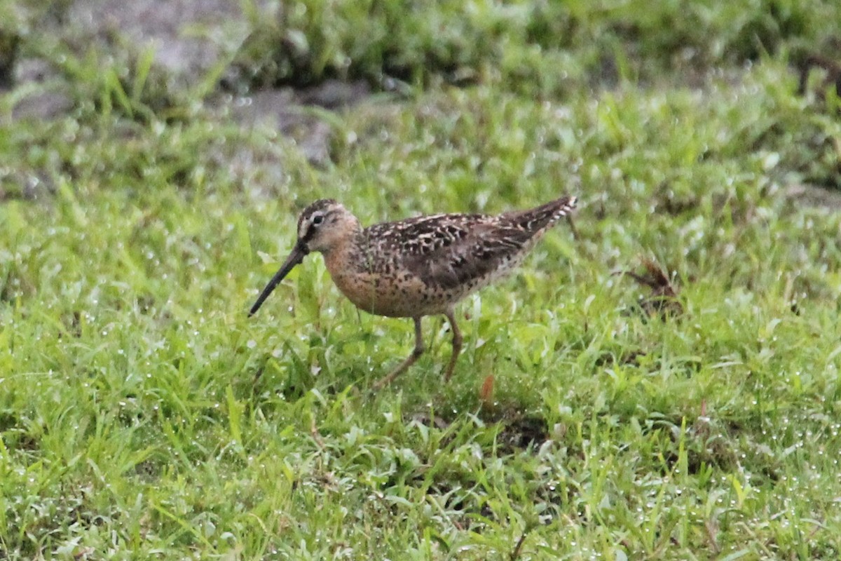 eBird Checklist - 6 Jul 2025 - Old Marsh Rd - 51 species