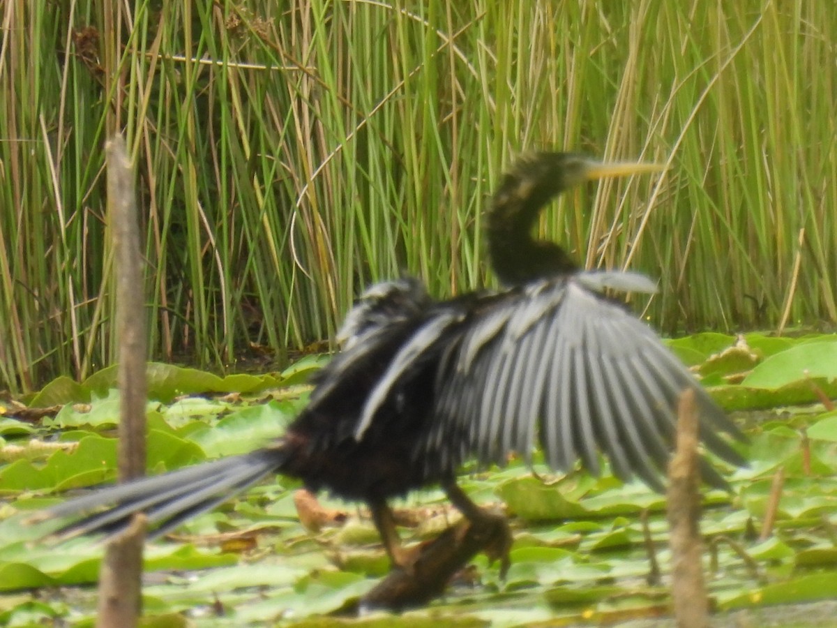 eBird Checklist - 5 Jul 2025 - Sheldon Lake SP (UTC 033) - 15 species